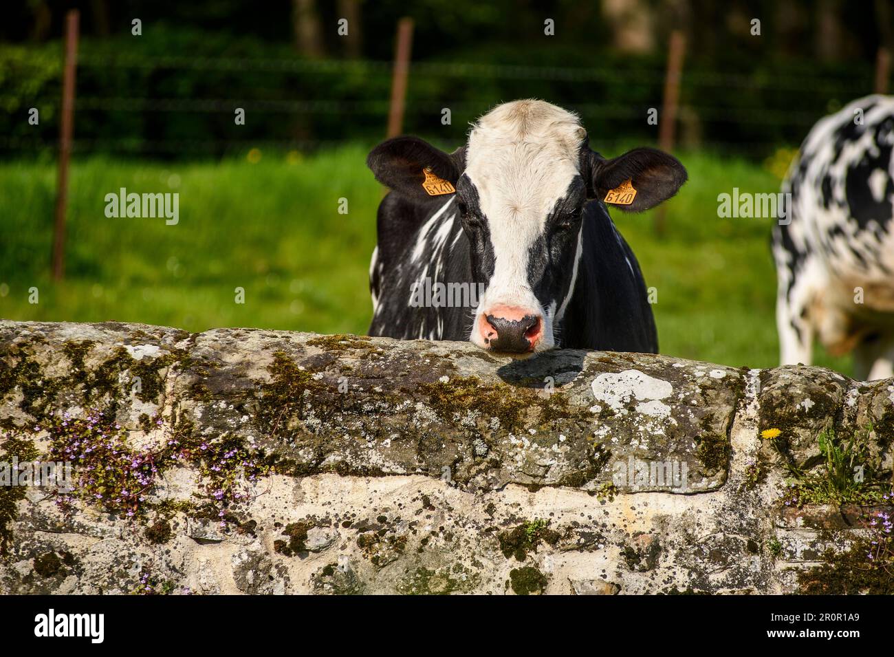 élevage de race hi-res stock photography and images - Alamy