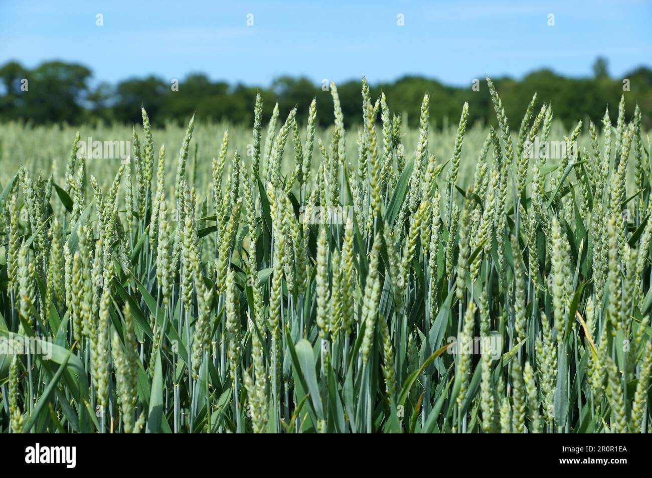 young wheat crop in spring Stock Photo - Alamy