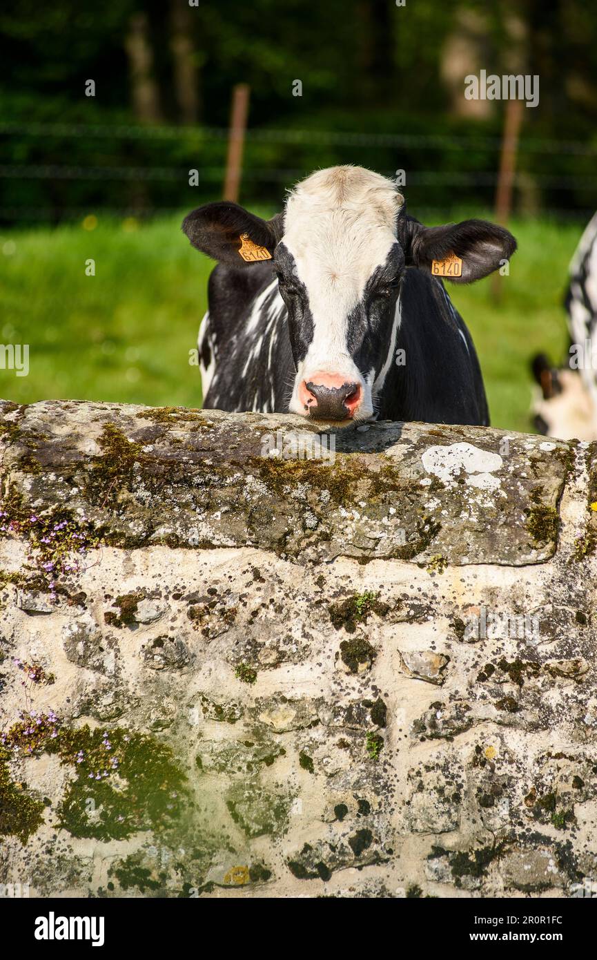 élevage de race hi-res stock photography and images - Alamy