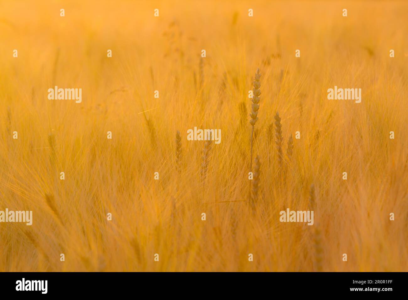 Rye meadow hi-res stock photography and images - Alamy
