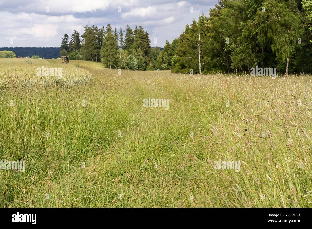 Summer meadow with path hi-res stock photography and images - Alamy