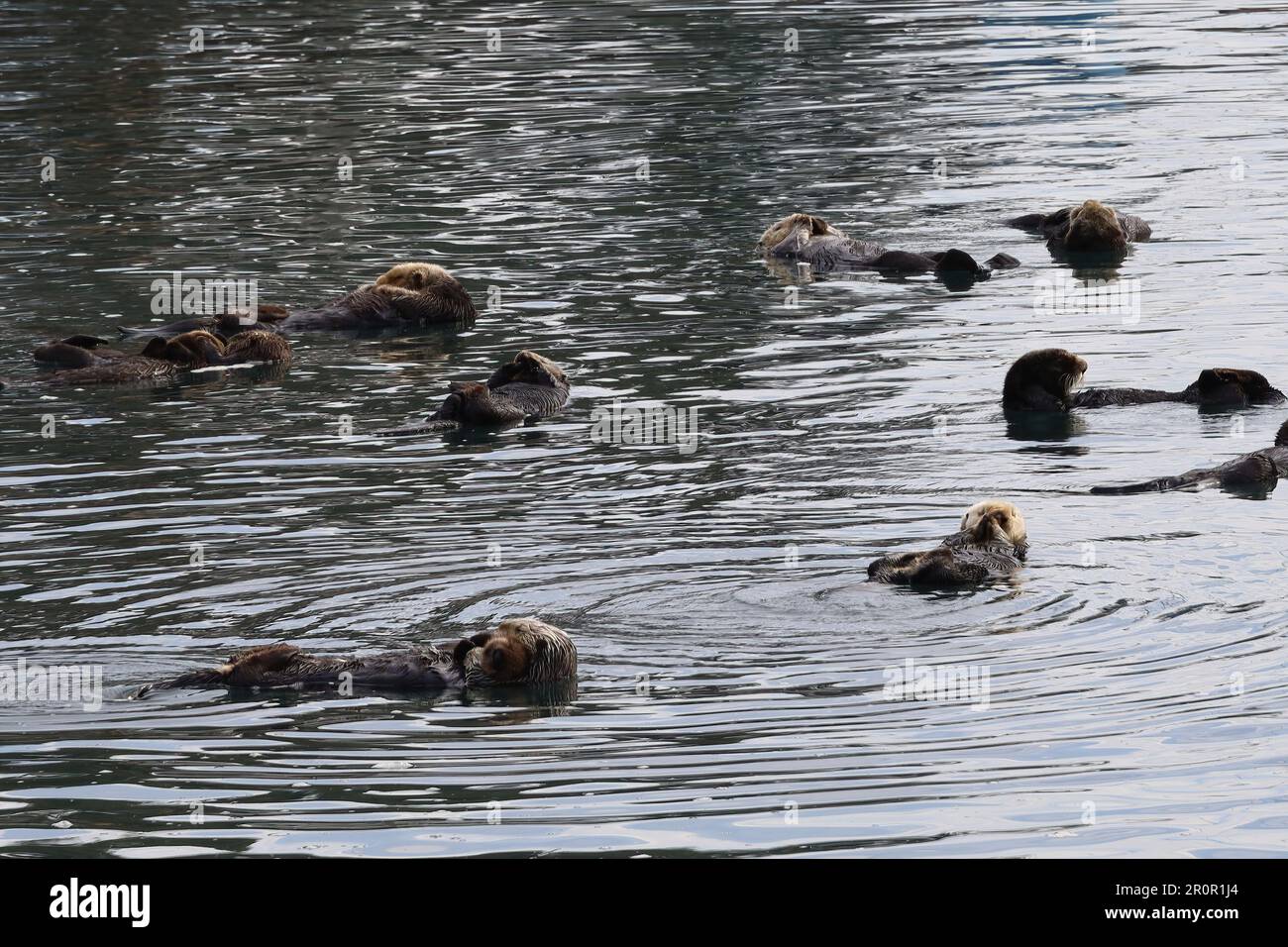 Otters in the ocean at Morro Bay California Stock Photo - Alamy