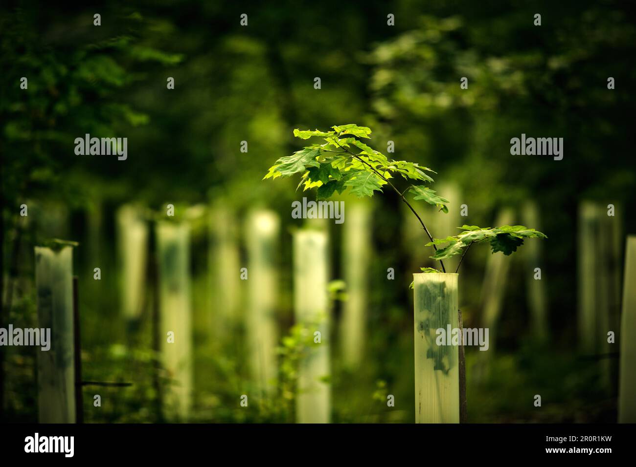 Young oak seedlings in the forest in summer Stock Photo - Alamy