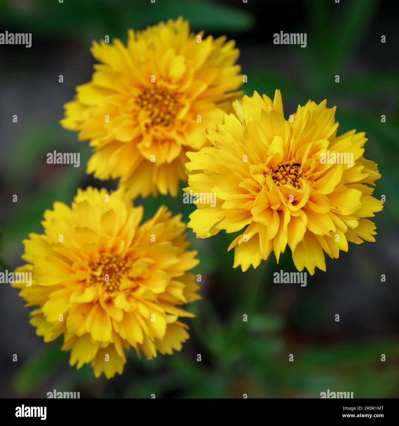 Close-up of the Kerria Japonica Pleniflora shrub Stock Photo - Alamy
