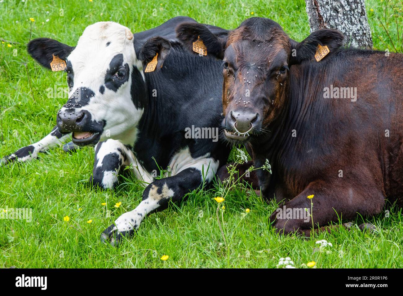 Cows along a wall out of stones in their pasture | Vaches en pature le ...