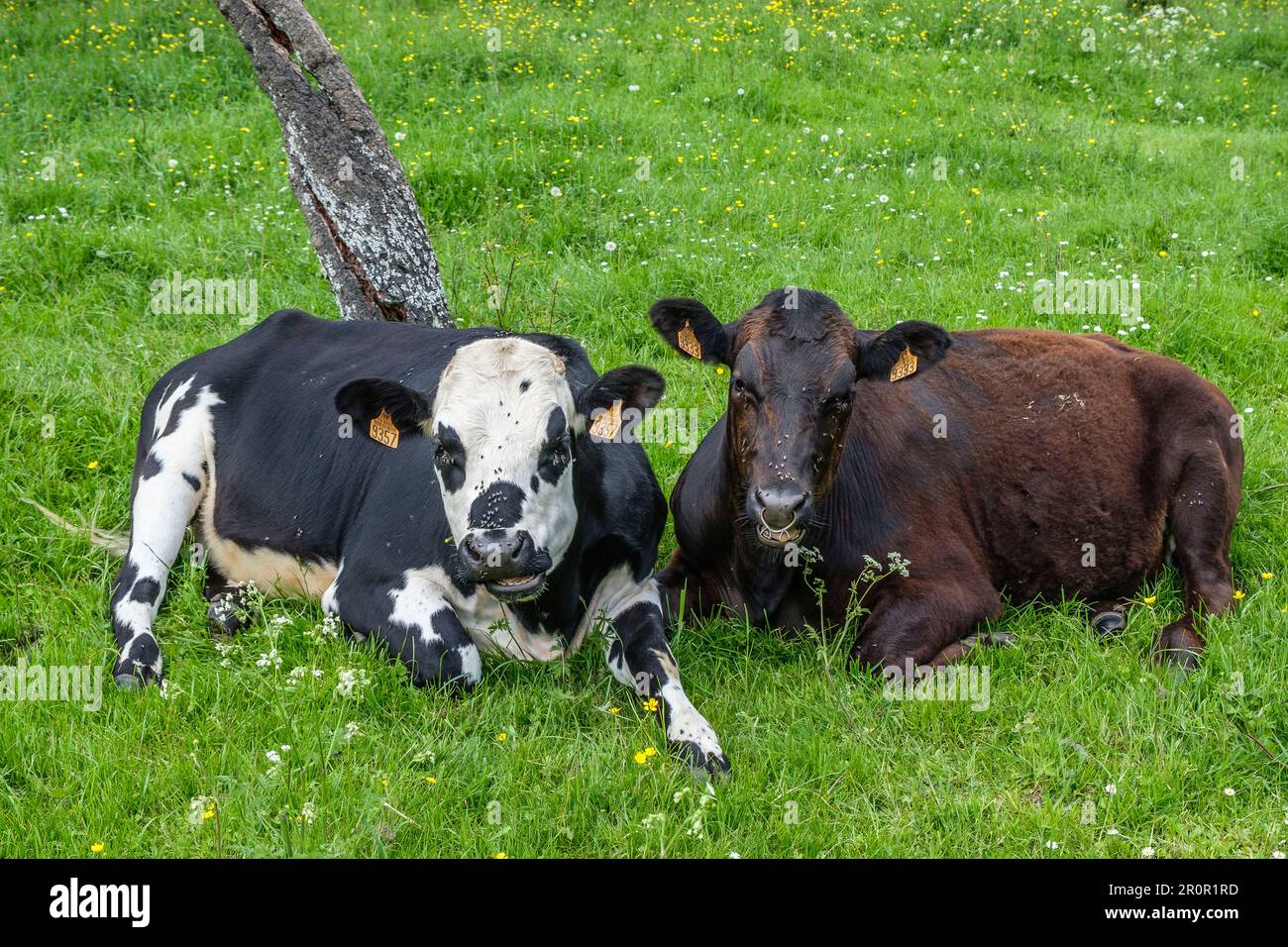 Cows along a wall out of stones in their pasture | Vaches en pature le ...