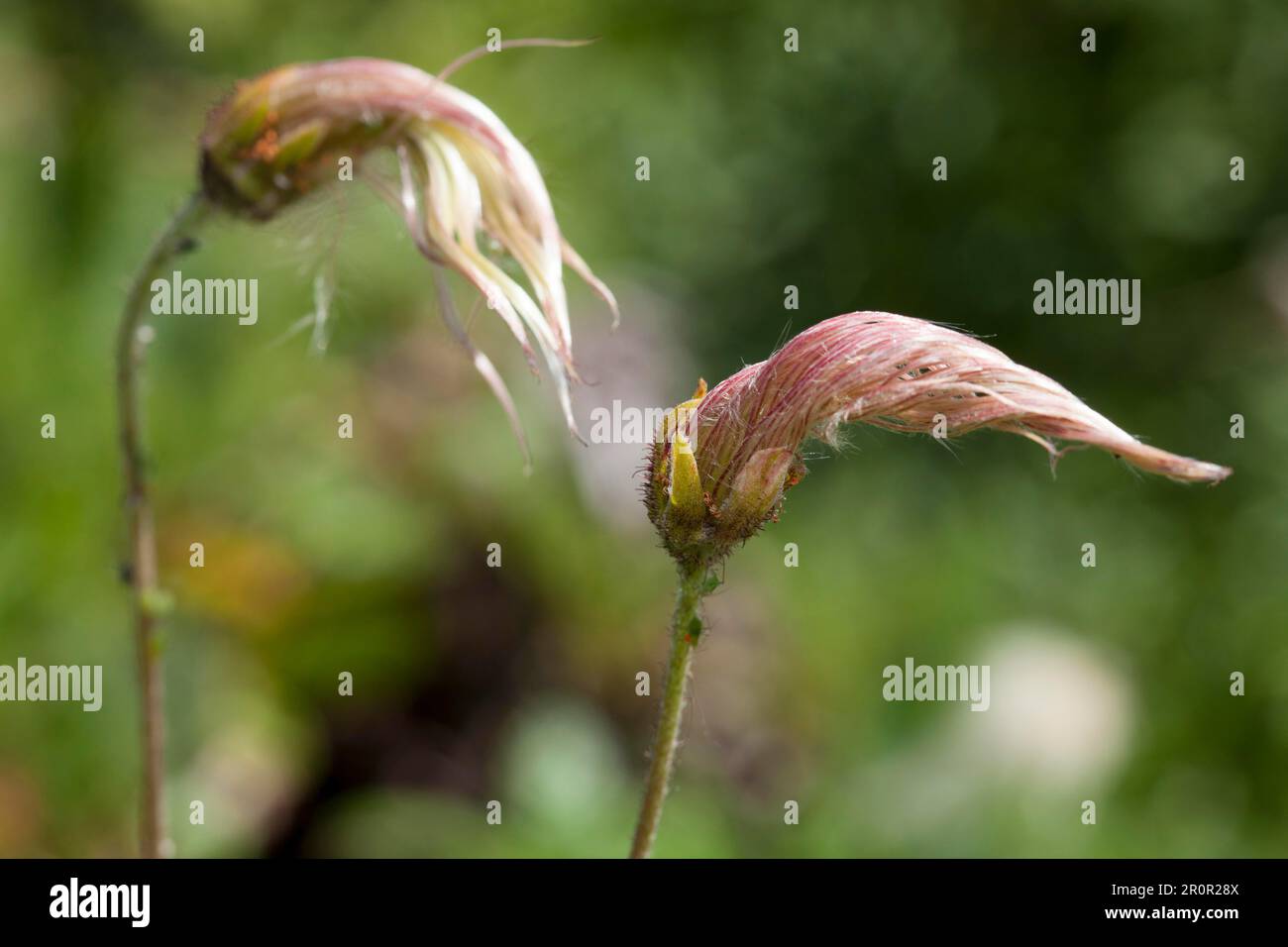 White dryad (Dryas octopetala Stock Photo - Alamy