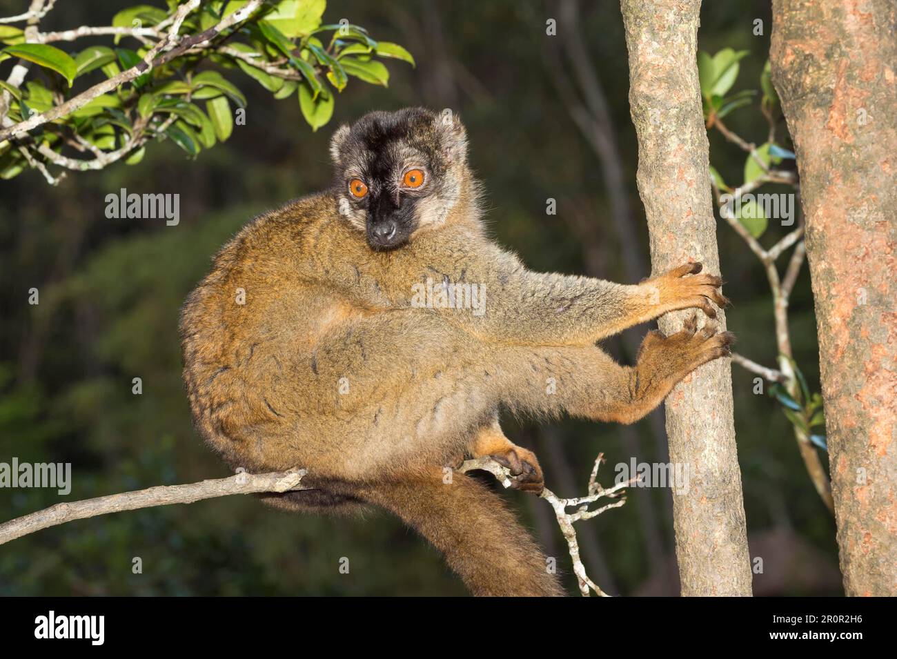 Red lemur (Eulemur rufus), Andasibe-Mantadia National Park, Madagascar ...