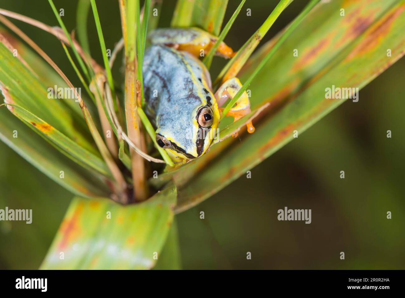 Blue-back reed frog (Heterixalus madagascariensis), Maroantsetra ...