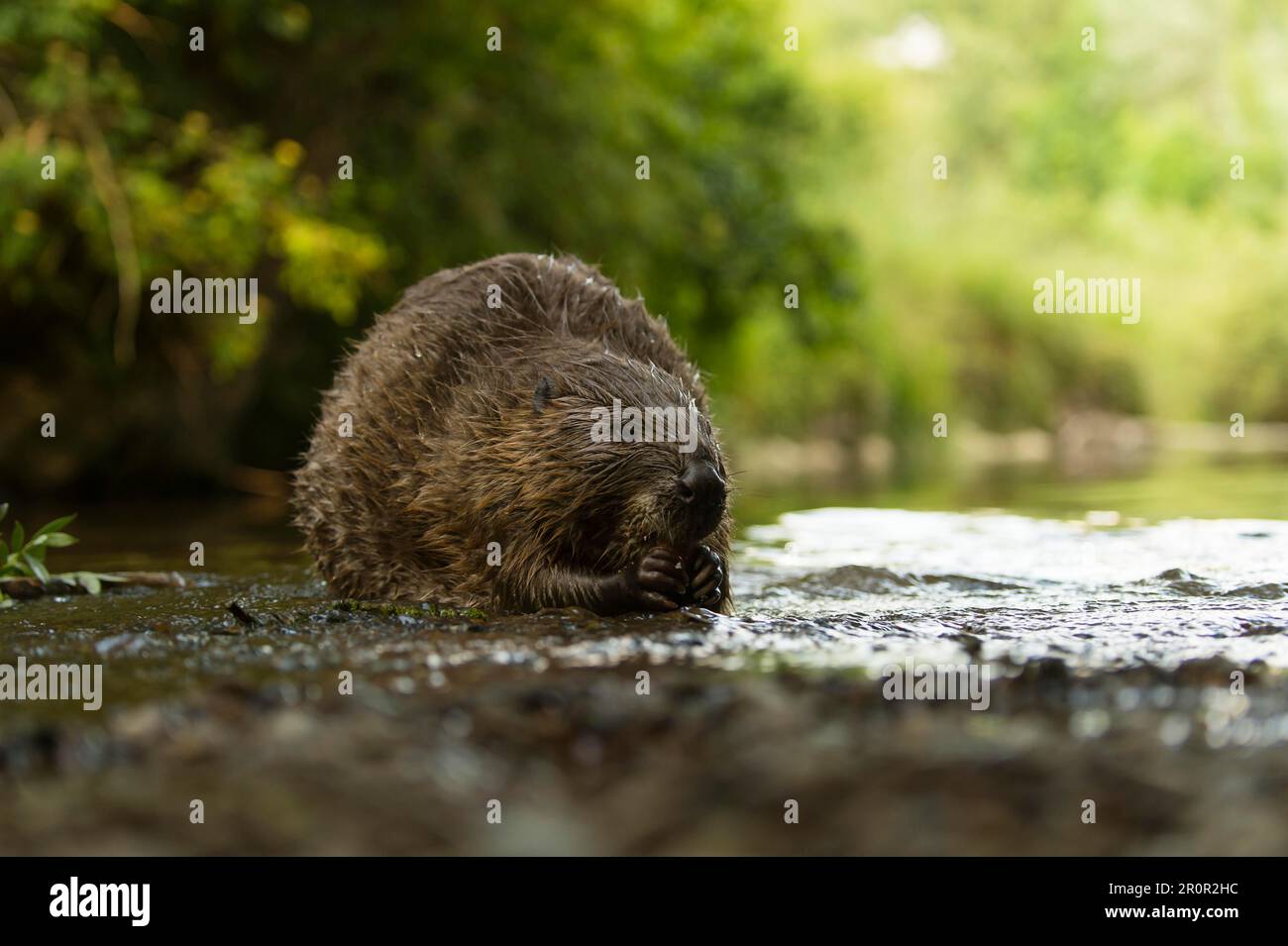 European beaver (Castor fiber), Rosenheim, Bavaria, Germany Stock Photo ...