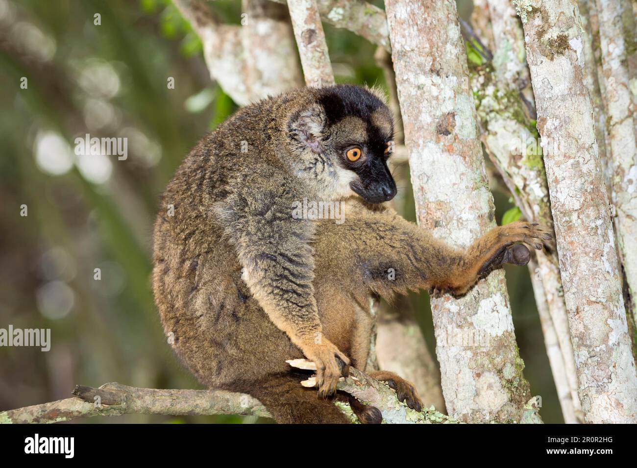 Red lemur (Eulemur rufus), Andasibe-Mantadia National Park, Madagascar ...