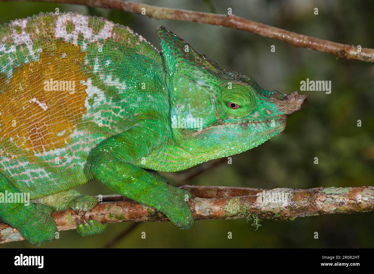 Parson's chameleon (Calumma parsonii), Andasibe-Mantadia National Park, Madagascar Stock Photo ...