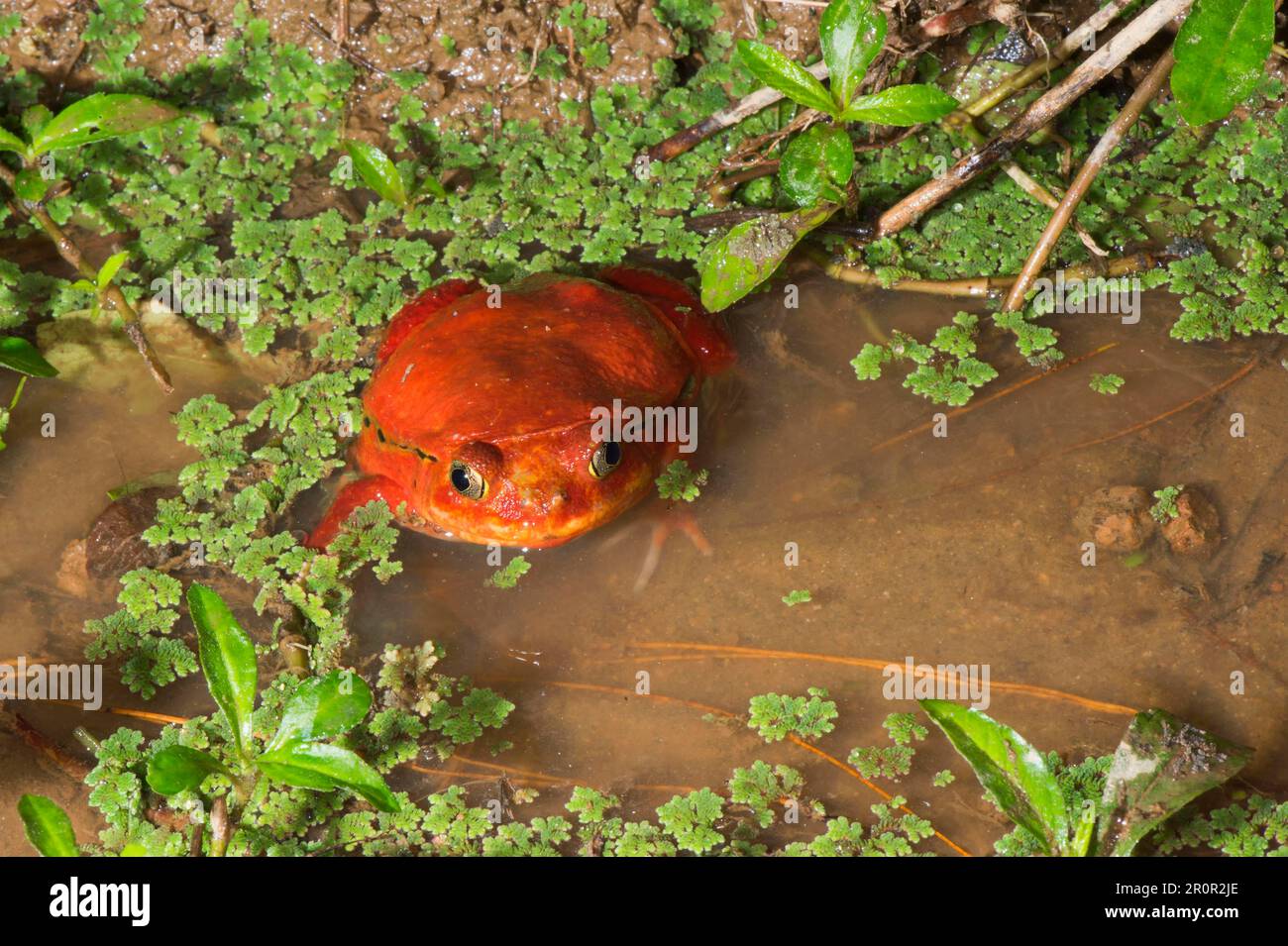 Tomato frog (Dyscophus antongilii), Madagascar Stock Photo - Alamy