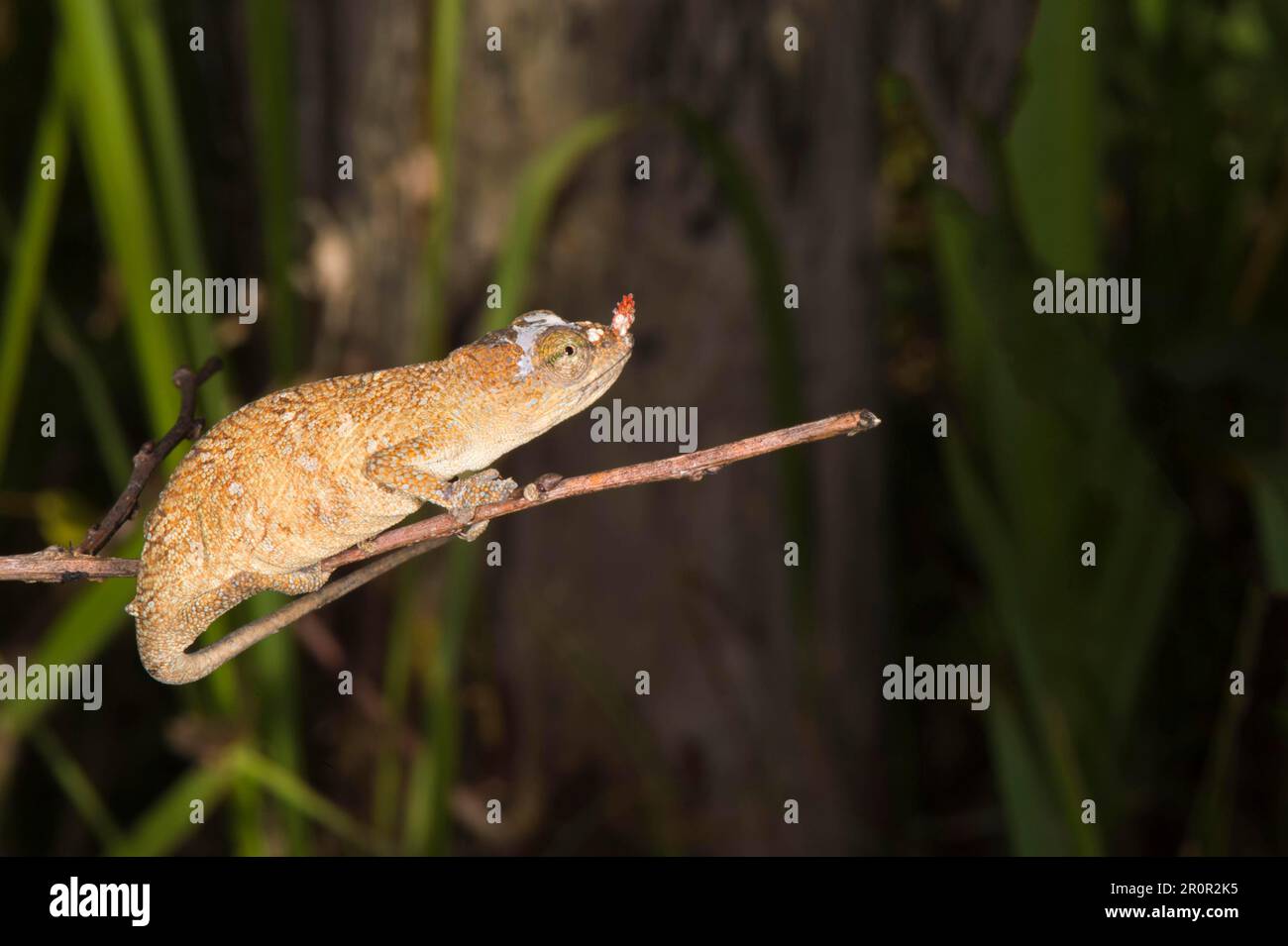 Female long-nosed chameleon (Calumma gallus), Madagascar Stock Photo ...