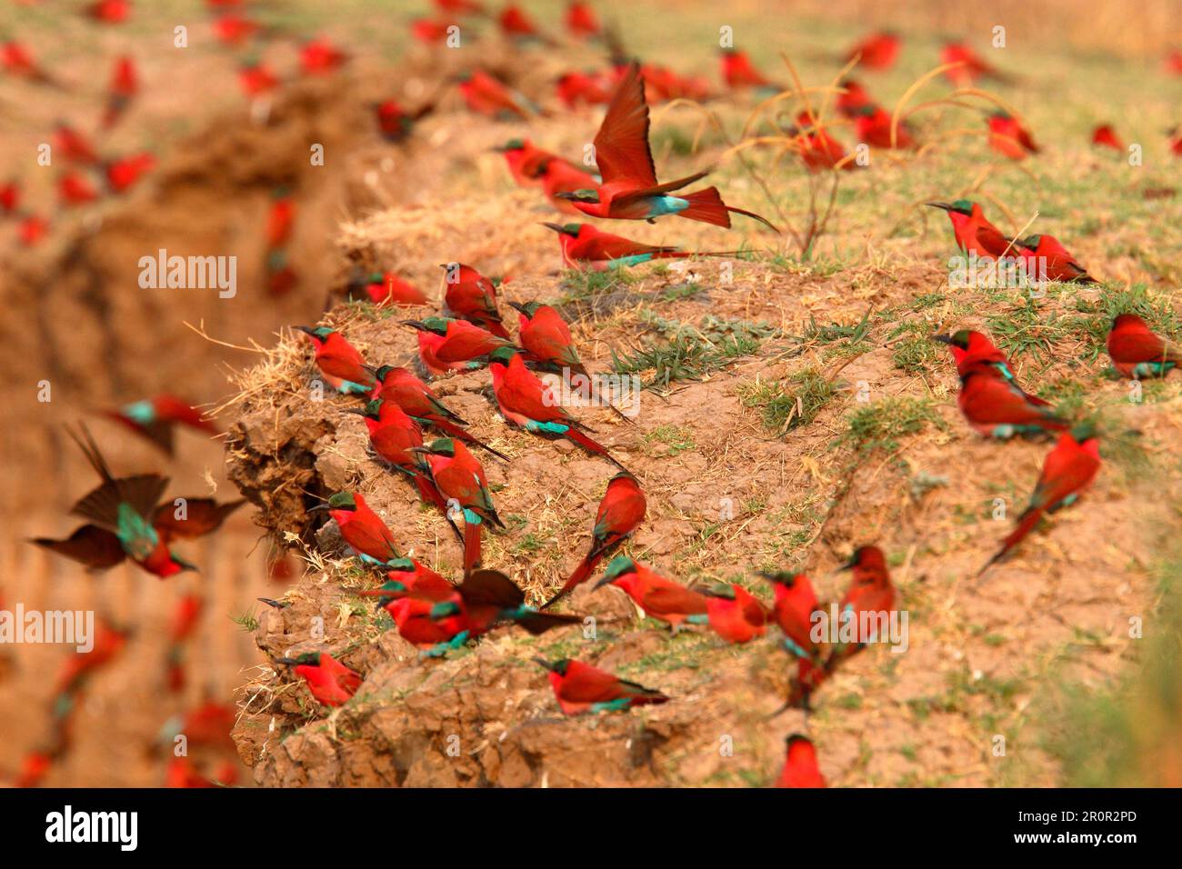 Flock of southern carmine bee-eaters (Merops nubicoides) resting in ...