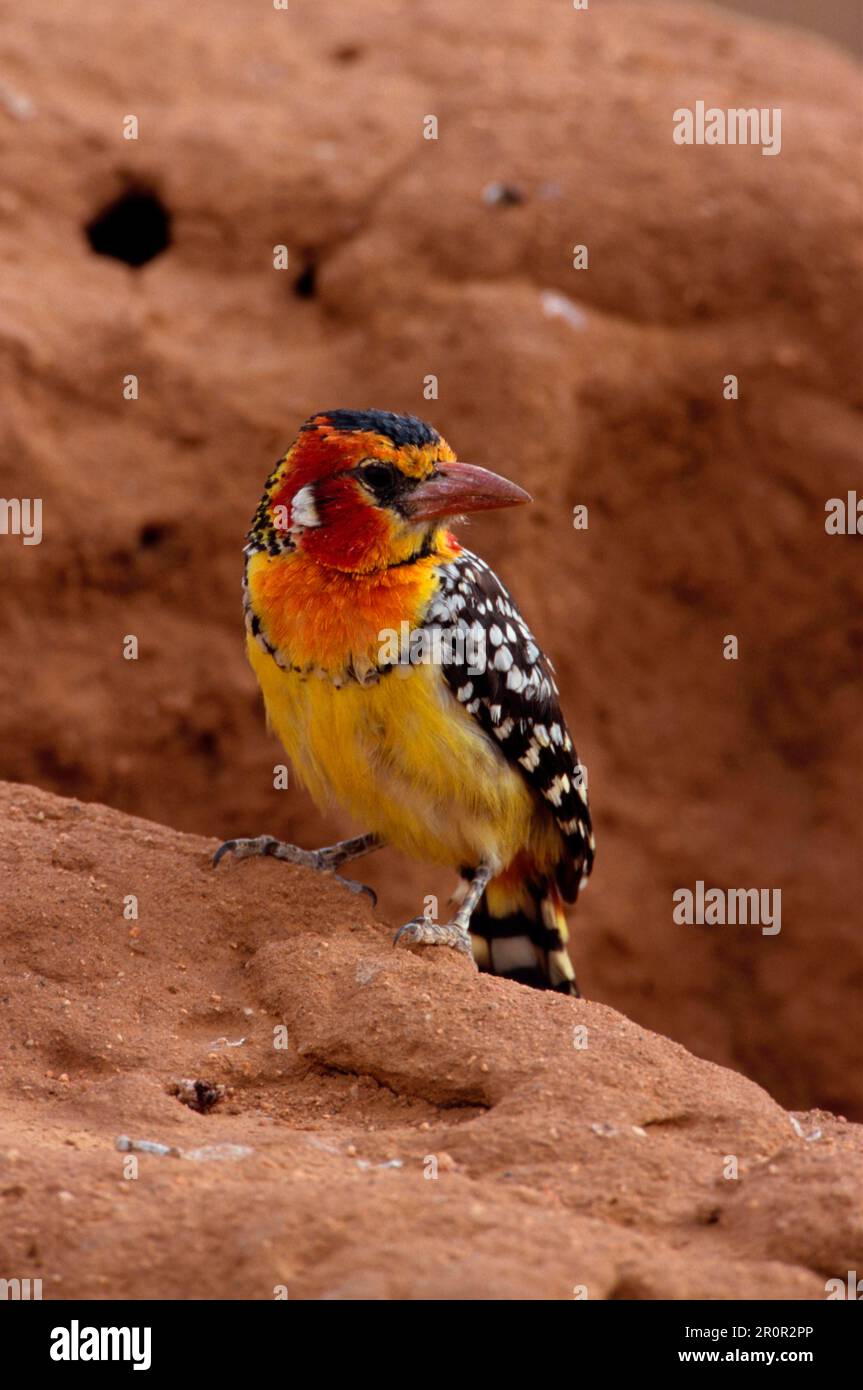 Flame-headed Barbet, red-and-yellow barbet (Trachyphonus ...