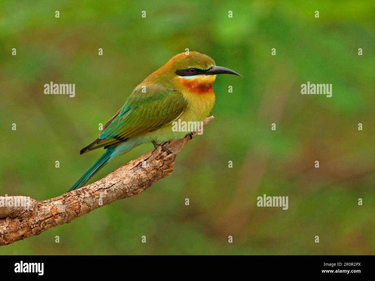 Blue-tailed bee-eater (Merops philippinus), Blue-tailed Bee-eater ...