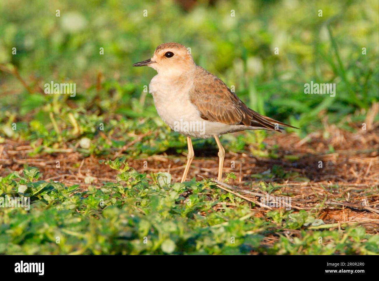Oriental Plover (Charadrius veredus) adult, non-breeding plumage ...