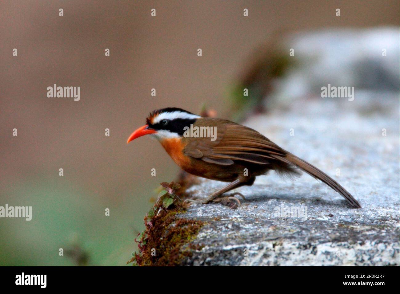 Coral-billed Scimitar-babbler (Pomatorhinus ferruginosus) adult ...
