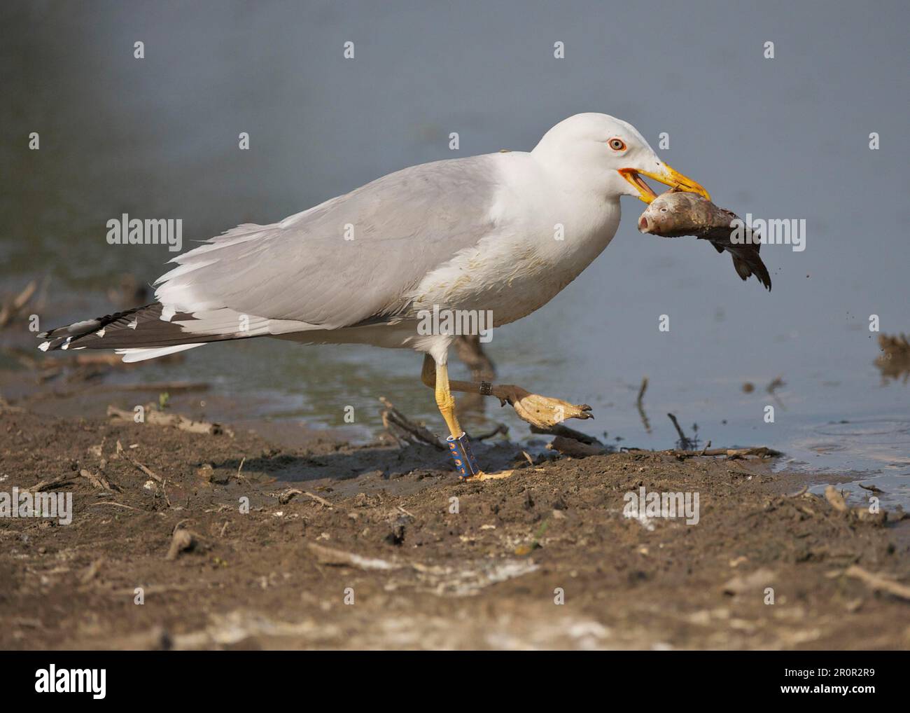 Caspian Gull (Larus cachinnans) adult, summer plumage, feeding, with ...