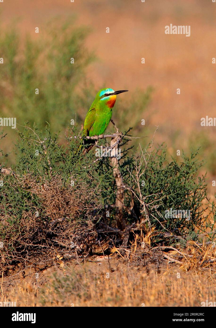 Blue-cheeked Bee-eater, Blue-cheeked Bee-eater, Animals, Birds, Blue ...