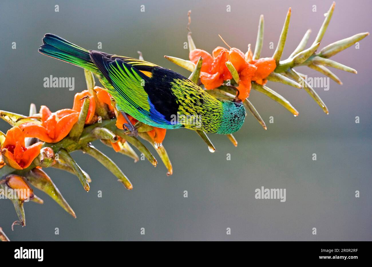 Green-headed tanager (Tangara seledon), tricoloured tanager, tanagers ...