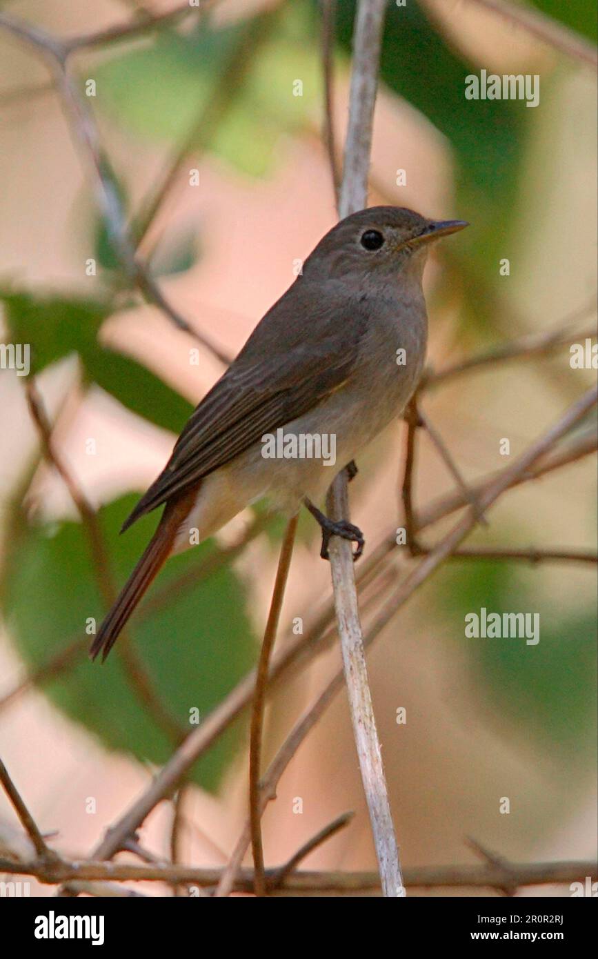 Rusty-tailed Flycatcher (Muscicapa ruficauda) adult, wintering, perched ...
