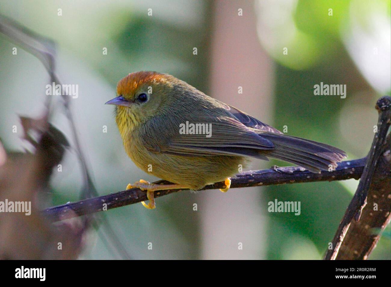 Rufous-capped Babbler (Stachyris ruficeps) adult, perched on twig ...