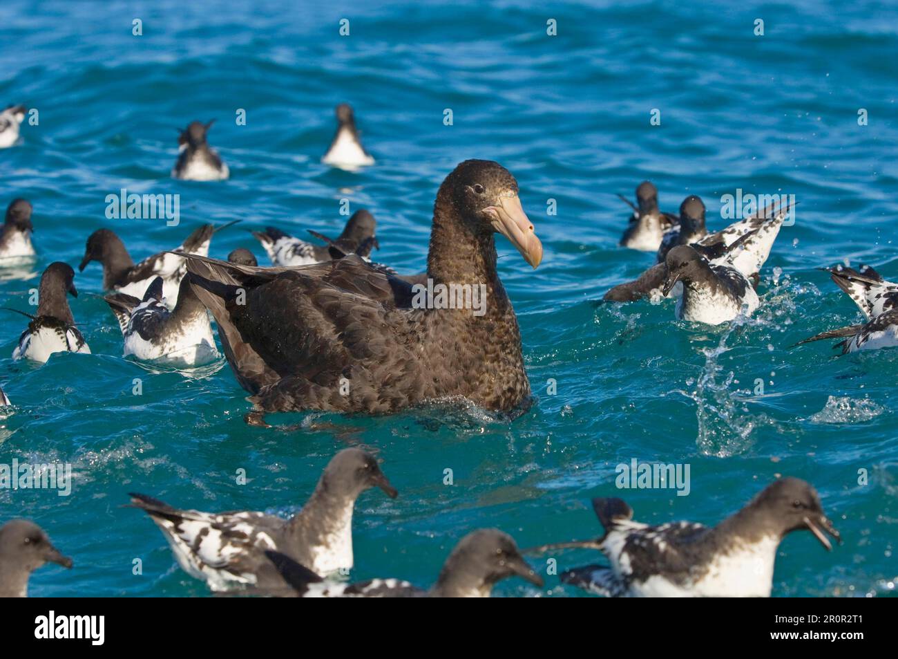 Hall's Petrel, Northern Giant Petrel, Northern Giant Petrels, Hall's ...