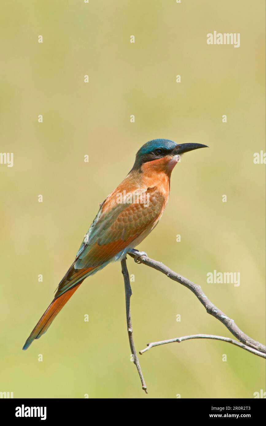 Carmine bee eater botswana hi-res stock photography and images - Alamy