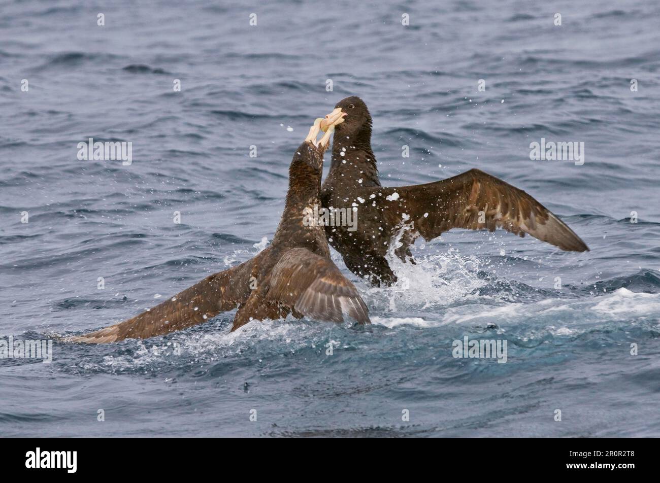 Hall's Petrel, Northern Giant Petrel, Northern Giant Petrels, Hall's ...