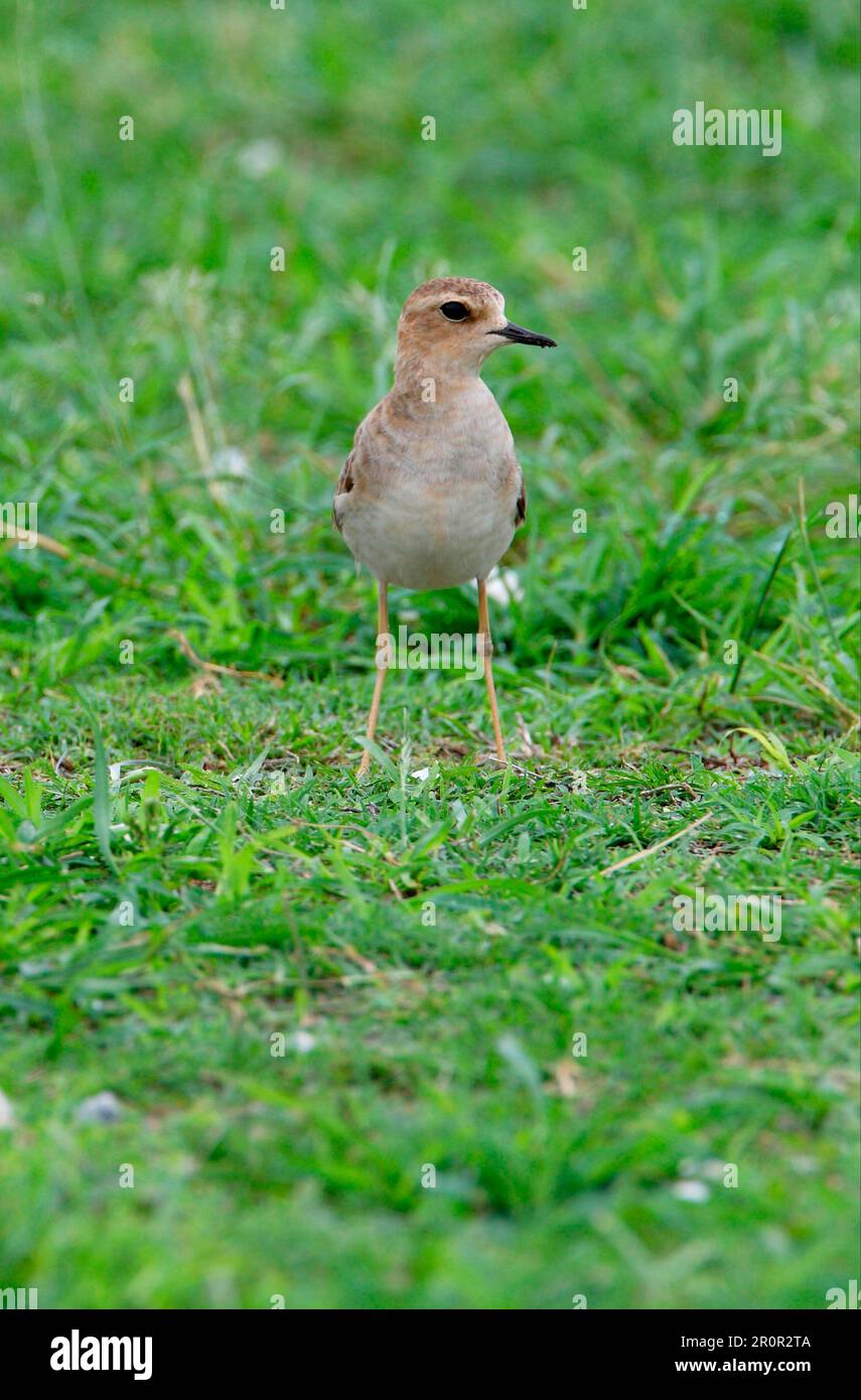 Oriental Plover (Charadrius veredus) adult, non-breeding plumage ...