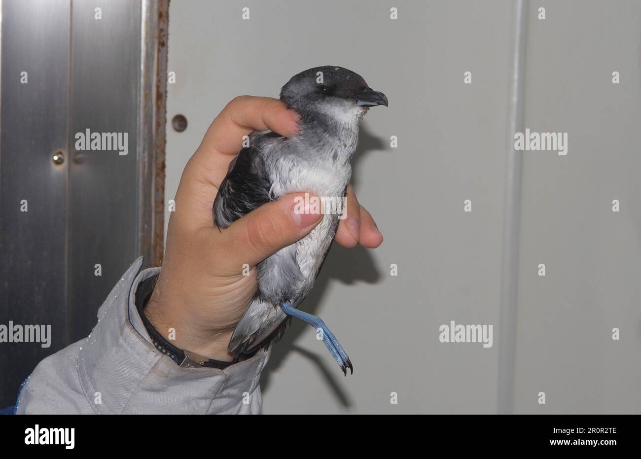 Broad-billed Diving Petrel, Broad-billed Diving Petrel, Broad-billed ...