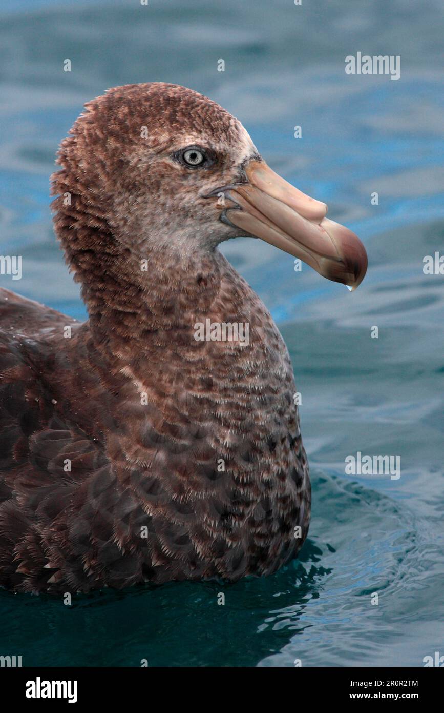 Hall's Petrel, Northern Giant Petrel, Northern Giant Petrels, Hall's ...