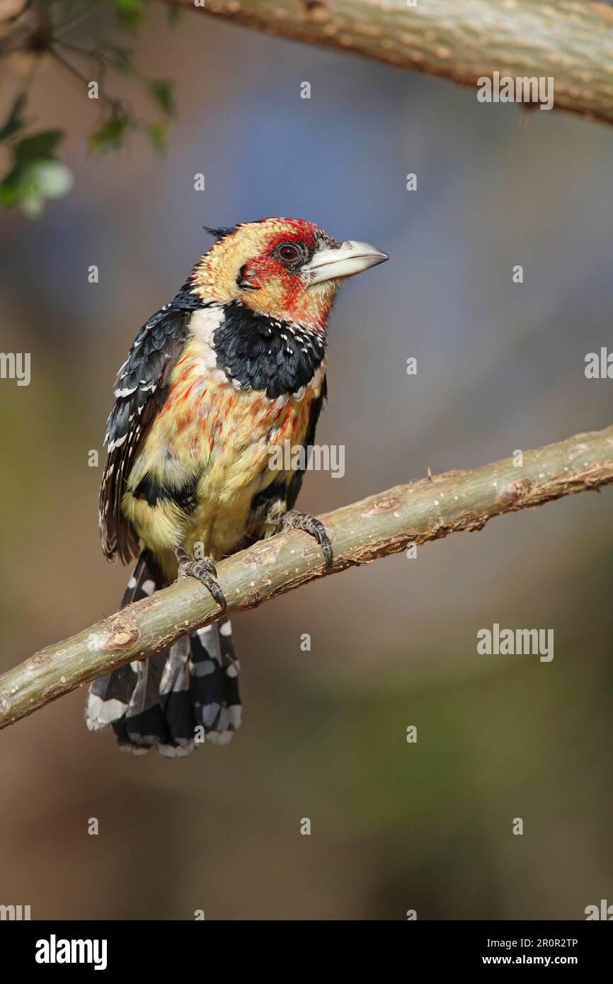 Crested Barbet (Trachyphonus vaillantii), crested barbet, Woodpeckers ...
