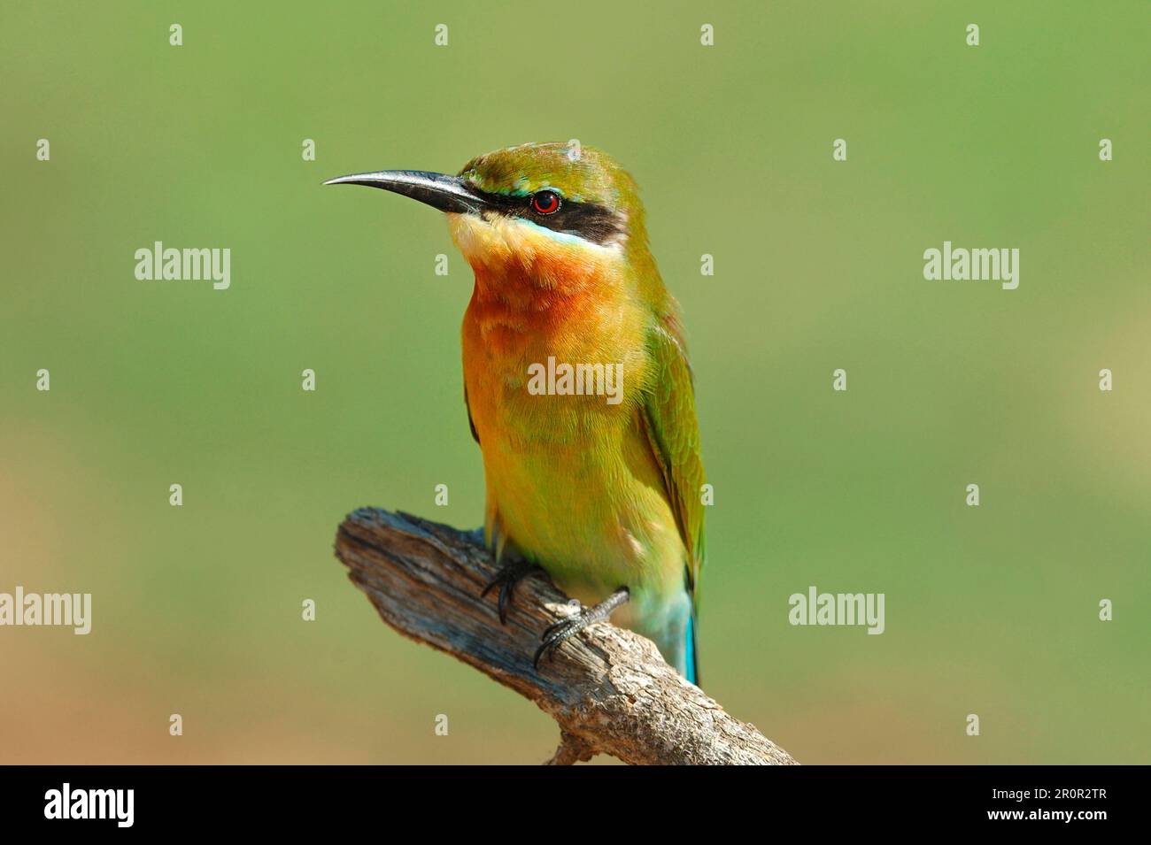 Blue-tailed bee-eater (Merops philippinus), Blue-tailed Bee-eaters ...