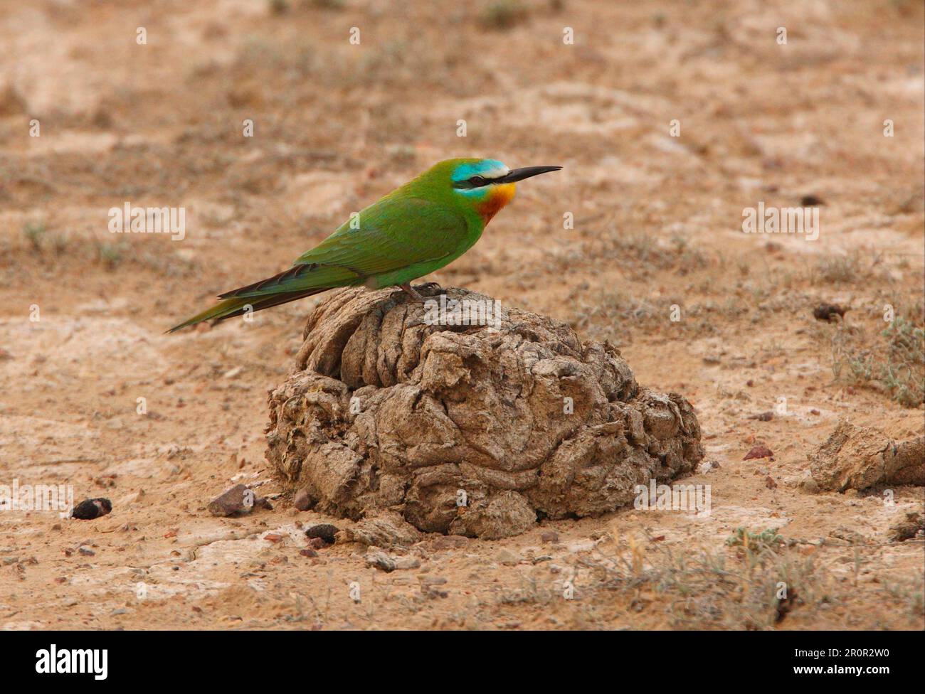 Blue-cheeked Bee-eater, Blue-cheeked Bee-eater, Animals, Birds, Blue ...
