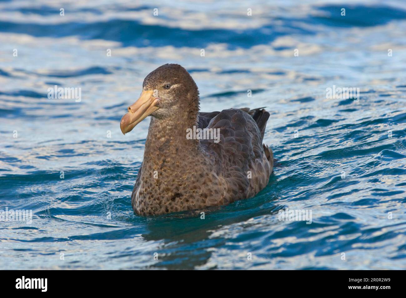 Hall's Petrel, Northern Giant Petrel, Northern Giant Petrels, Hall's ...