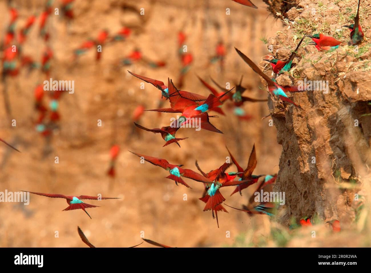 Carmine bee eater flight hi-res stock photography and images - Alamy