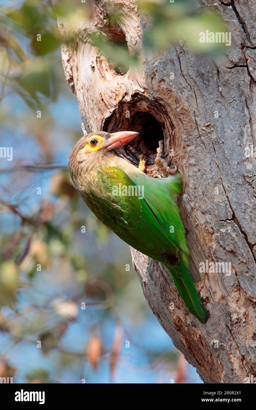 Brown-headed Barbet (Megalaima zeylanica) adult, at nesthole in tree ...