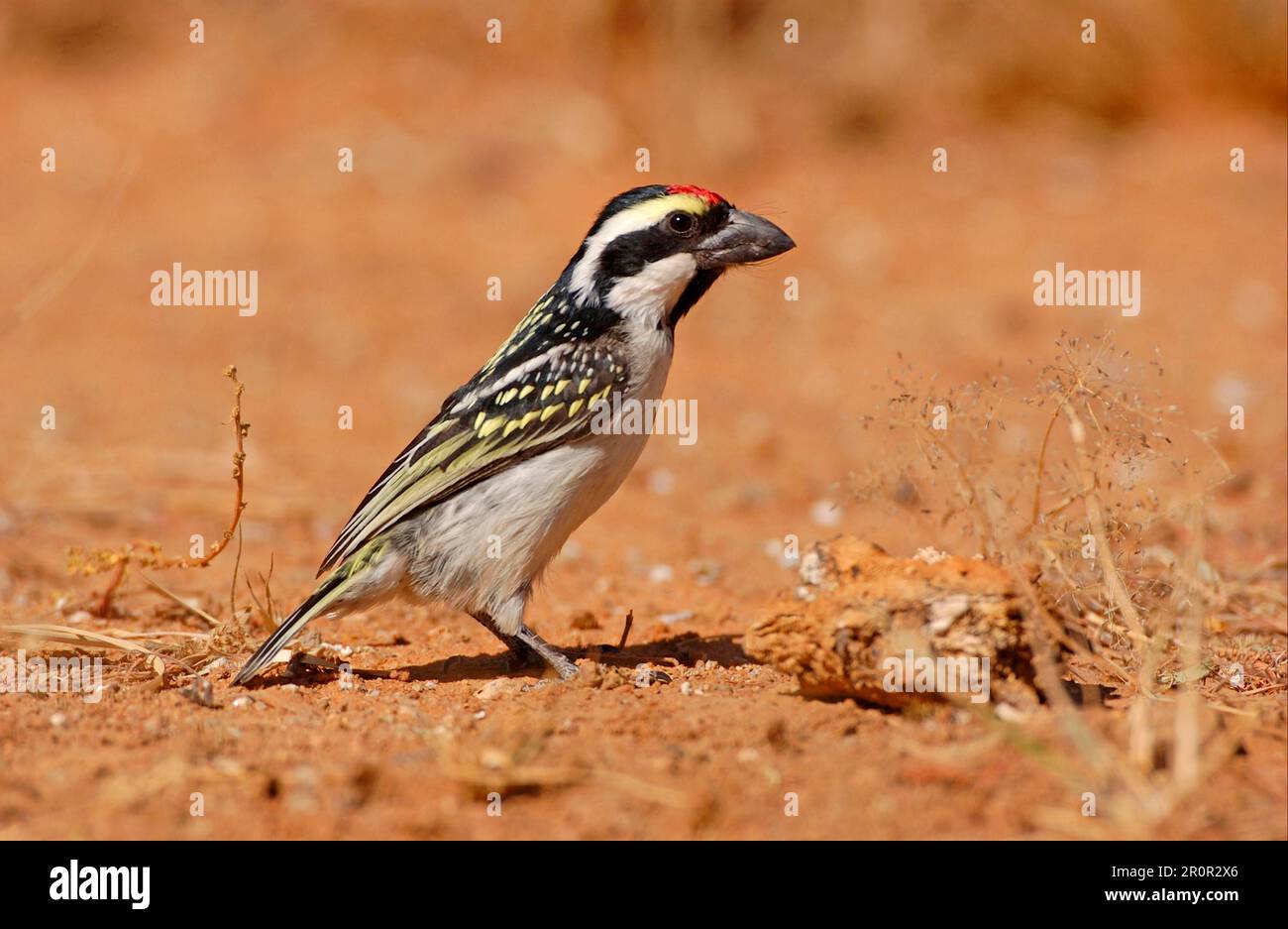 Red-fronted Barbet, Red-fronted Barbet, Red-fronted Barbet, Woodpeckers ...