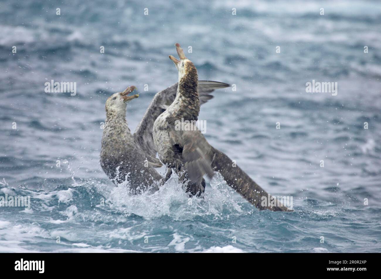 Hall's Petrel, Northern Giant Petrel, Northern Giant Petrels, Hall's ...