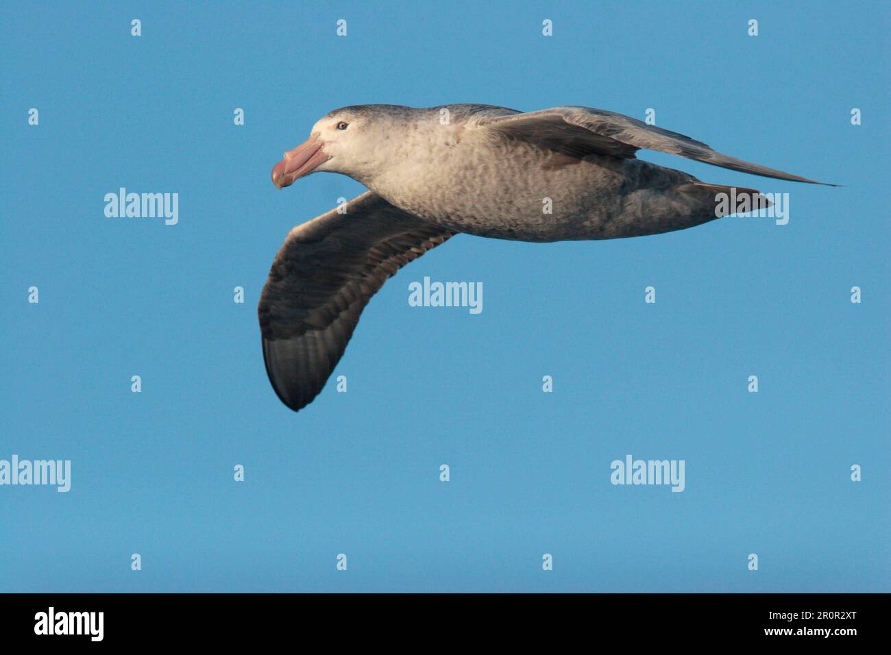 Hall's Petrel, Northern Giant Petrel, Northern Giant Petrels, Hall's ...