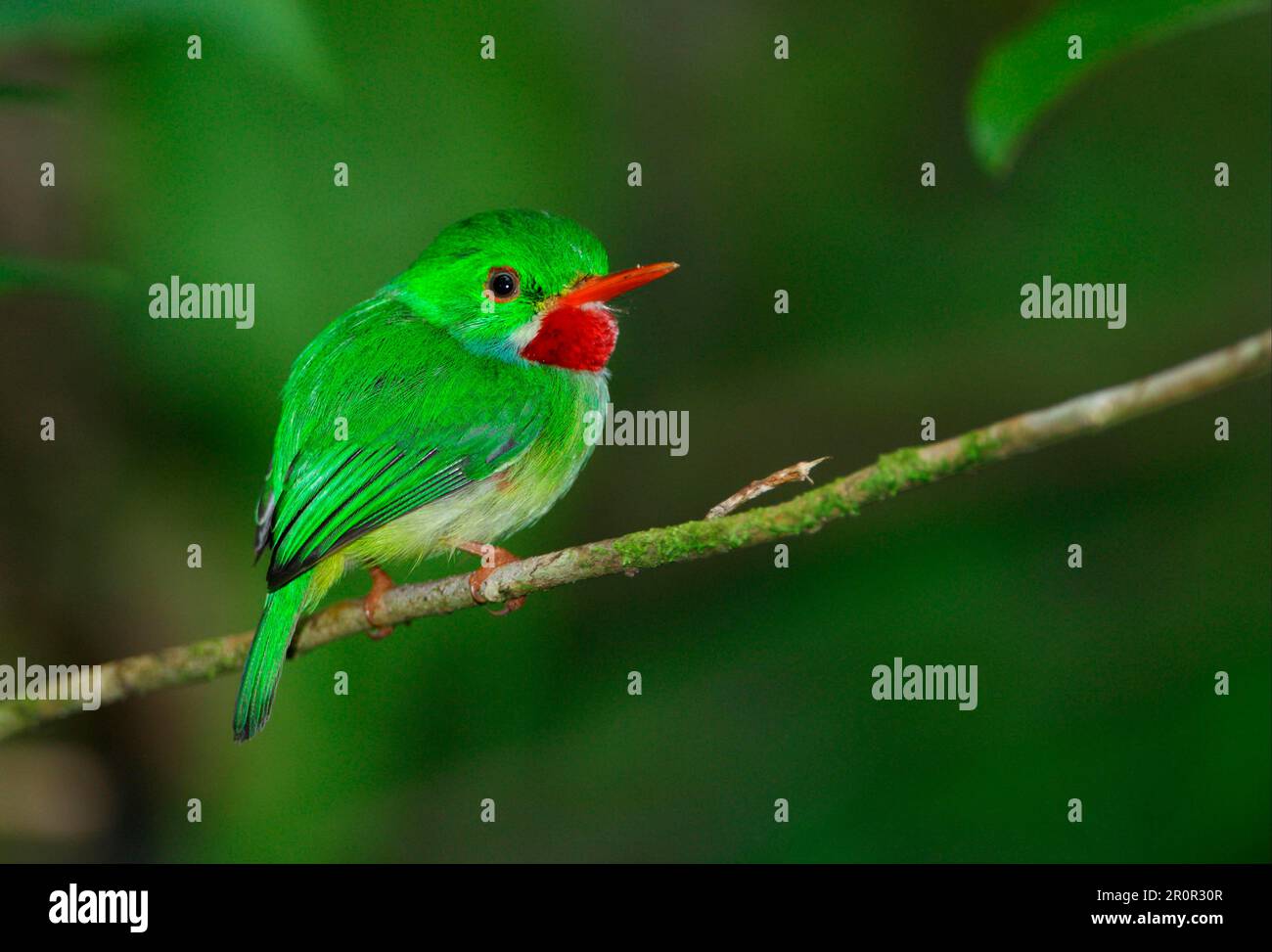Jamaican tody (Todus todus), Green Tody, Jamaican Tody, Green Tody ...