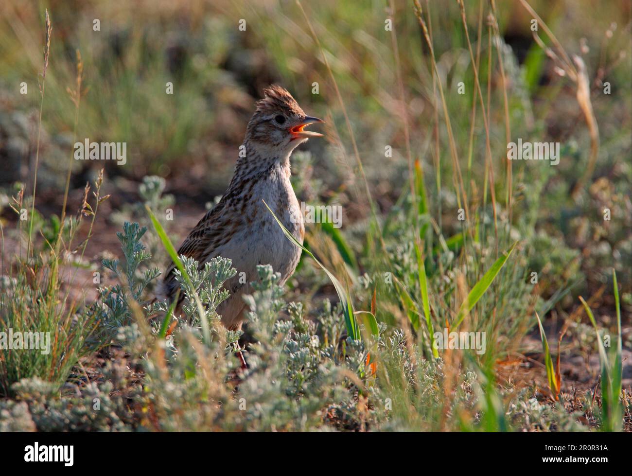 White-winged lark (Melanocorypha leucoptera) adult female, panting ...