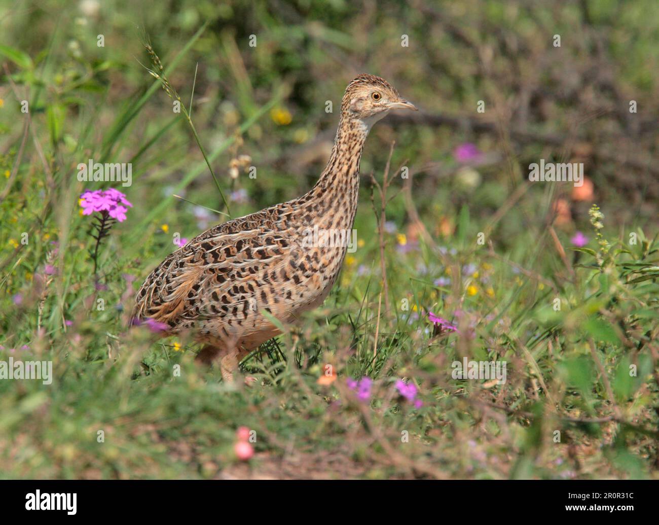 Spotted Nothura (Nothura maculosa) adult, walking among wildflowers ...