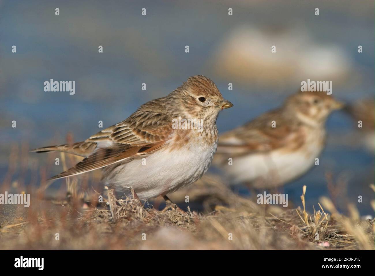 White-winged larks (Melanocorypha leucoptera), Songbirds, Animals ...