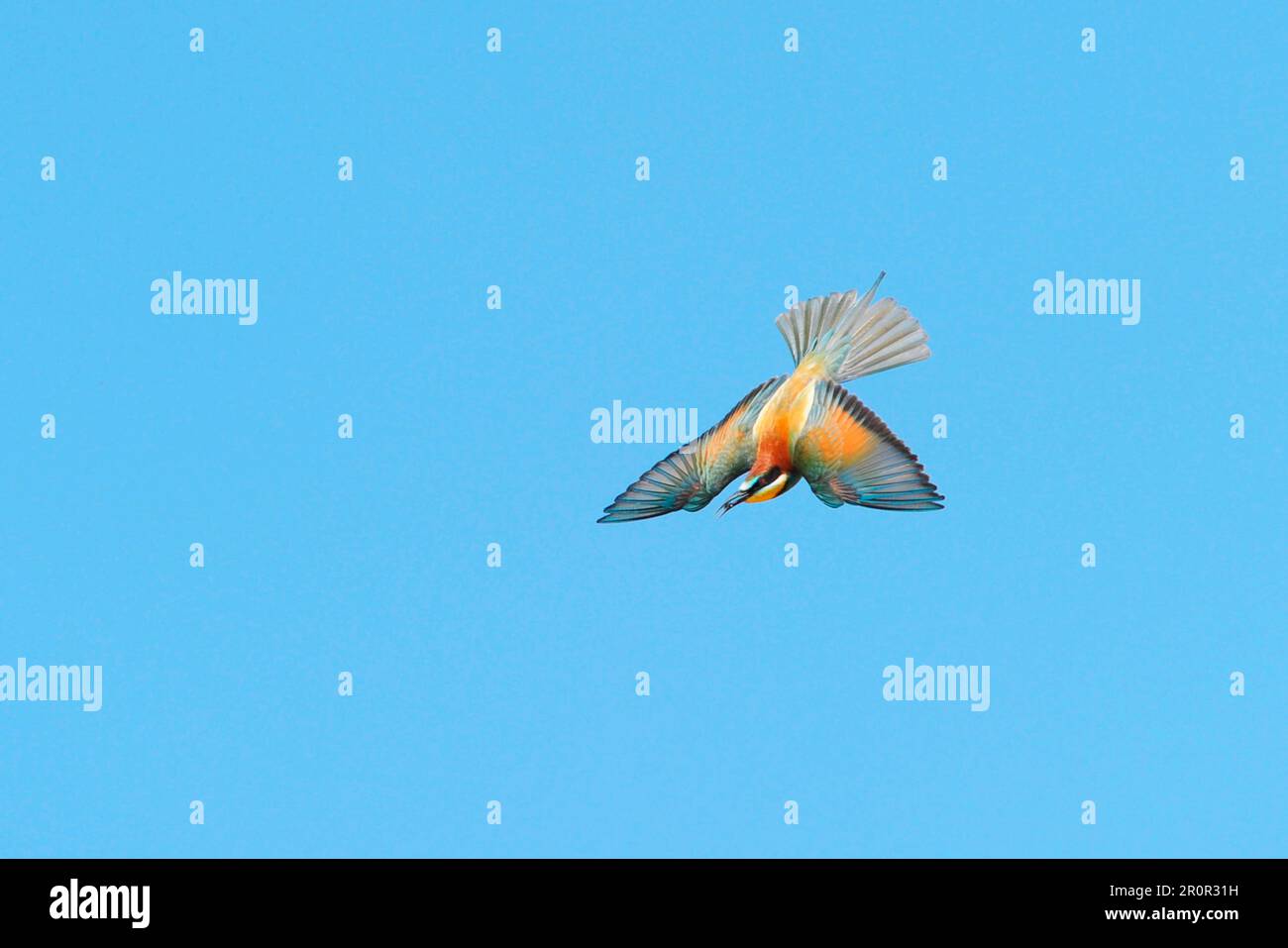 Bird catching insect hi-res stock photography and images - Alamy