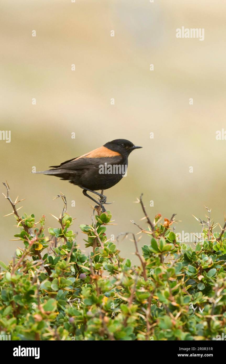 Adult austral negrito (Lessonia rufa) with red back, sitting on a bush ...
