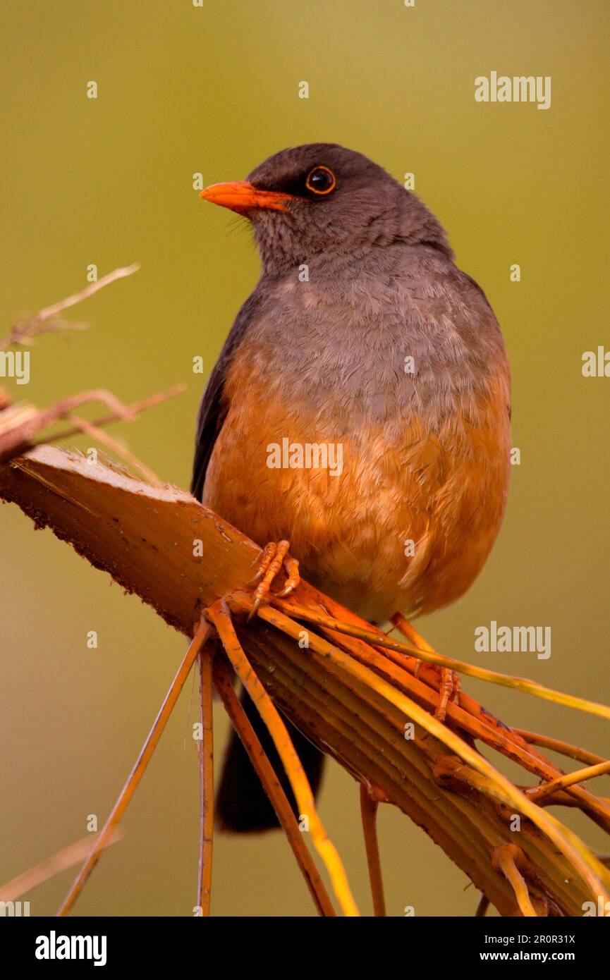 Abyssinian thrush (Turdus abyssinicus) adult, in palm tree, Bale ...